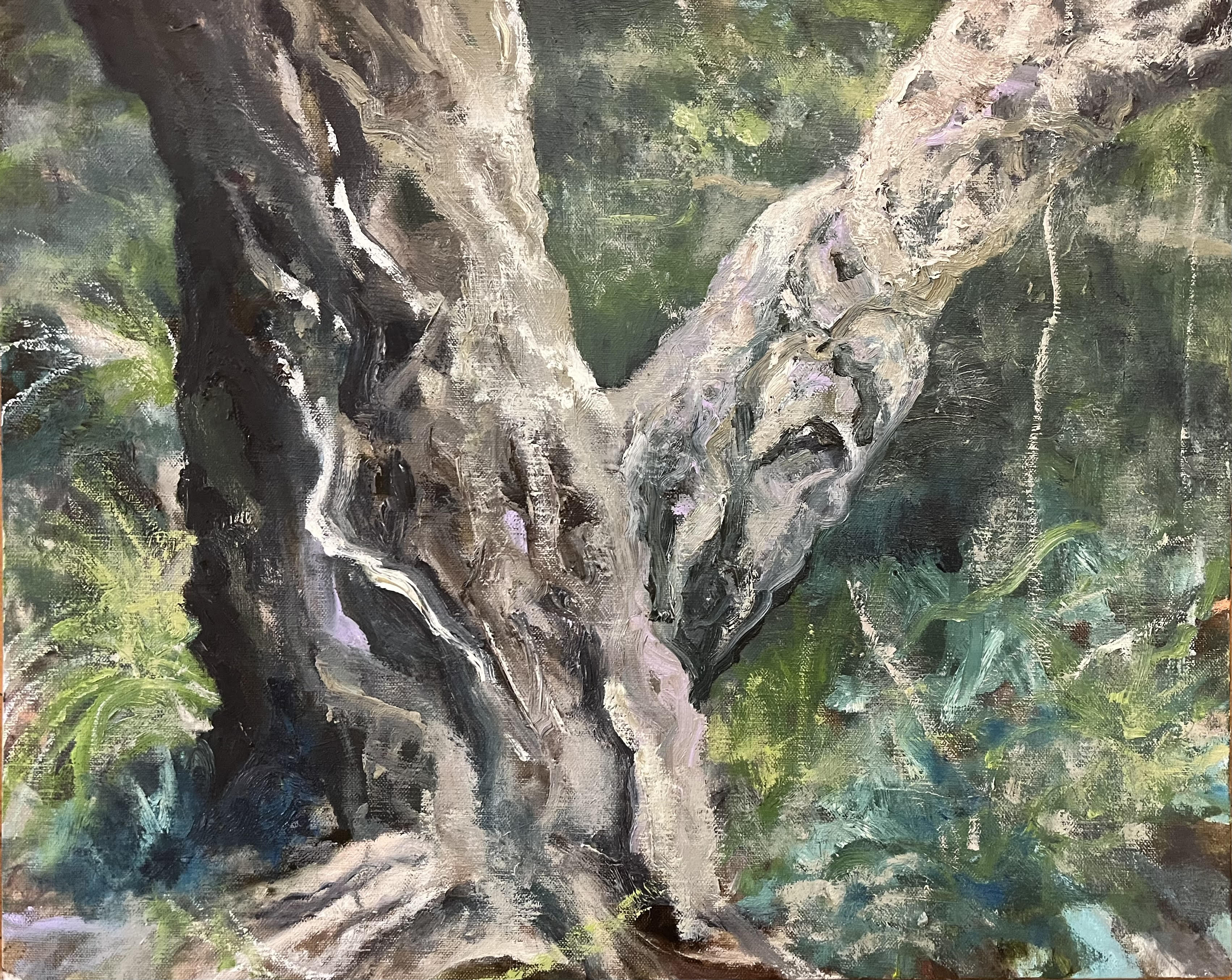 Cork Oaks – Simone Annis Paintings